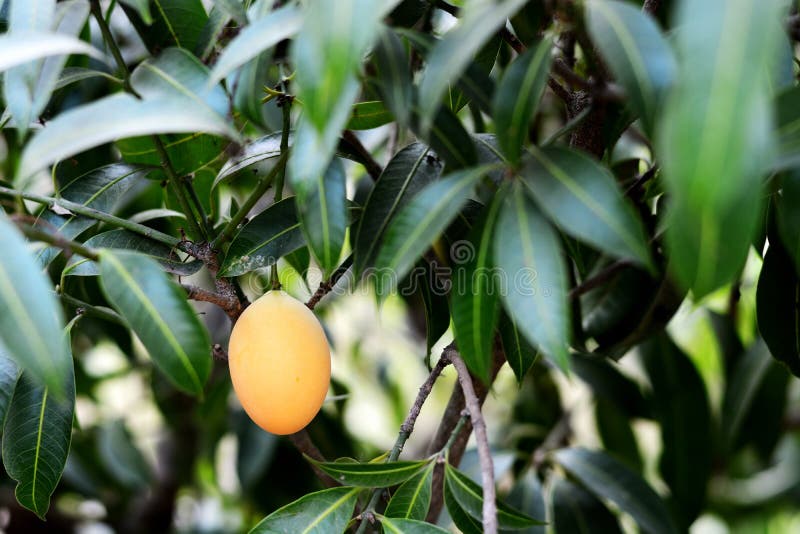 663 Mayongchid Maprang Marian Plum Tree Stock Photos - Free & Royalty ...