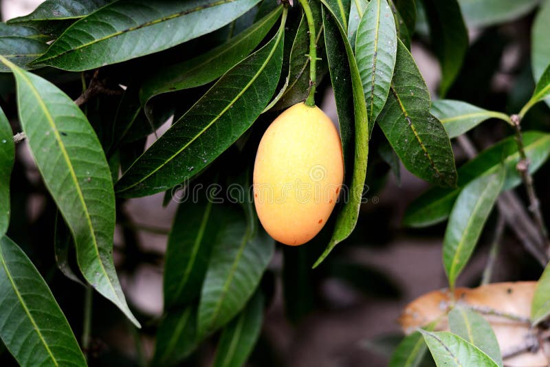 663 Mayongchid Maprang Marian Plum Tree Stock Photos - Free & Royalty ...