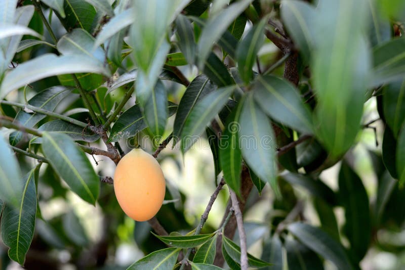 663 Mayongchid Maprang Marian Plum Tree Stock Photos - Free & Royalty ...
