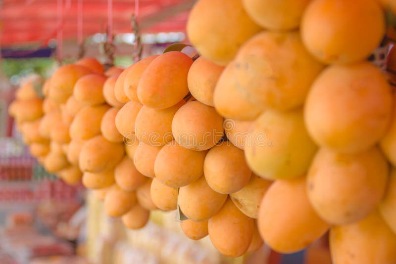 663 Mayongchid Maprang Marian Plum Tree Stock Photos - Free & Royalty ...