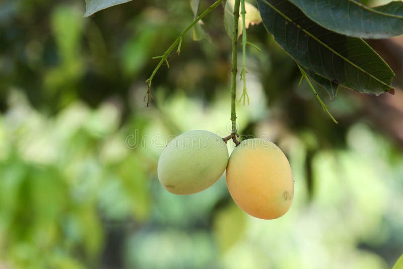 Mayongchid or Maprang on Tree. Stock Photo - Image of orchard, marian ...