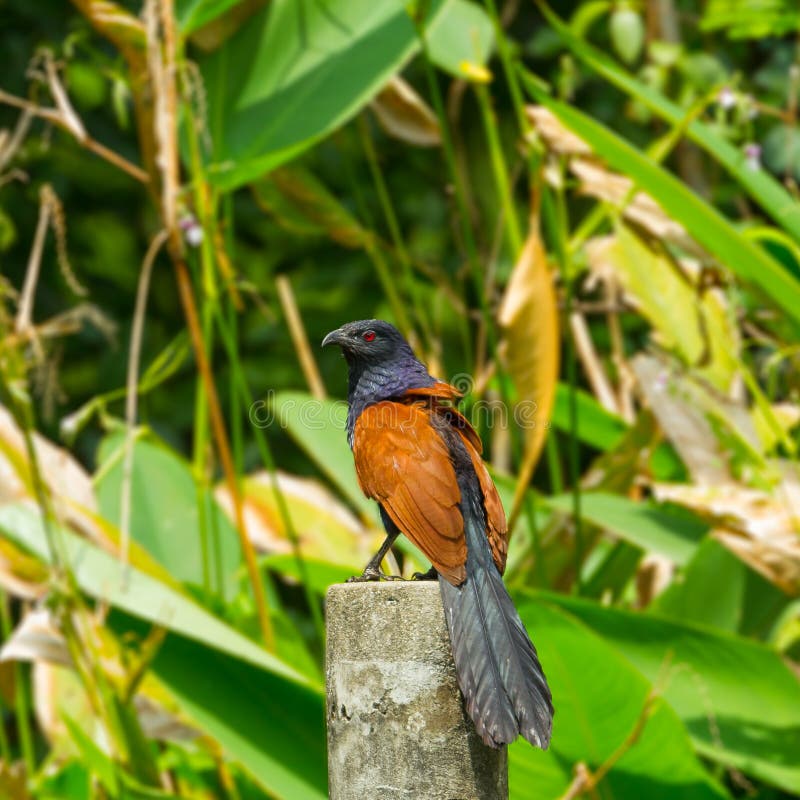 Mayor coucal foto de archivo. Imagen de mayor, negro - 32134732