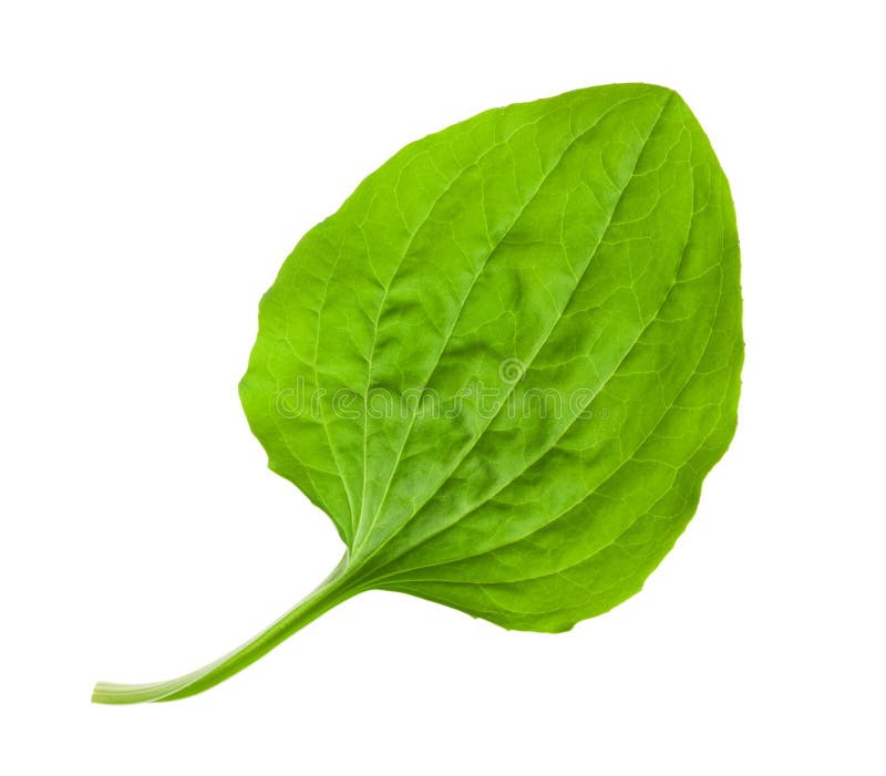 Mayor hoja del llantén imagen de archivo. Imagen de principal - 54756113
