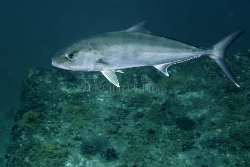 Mayor Medregal - Filón De Los Mac Foto de archivo - Imagen de imagen ...