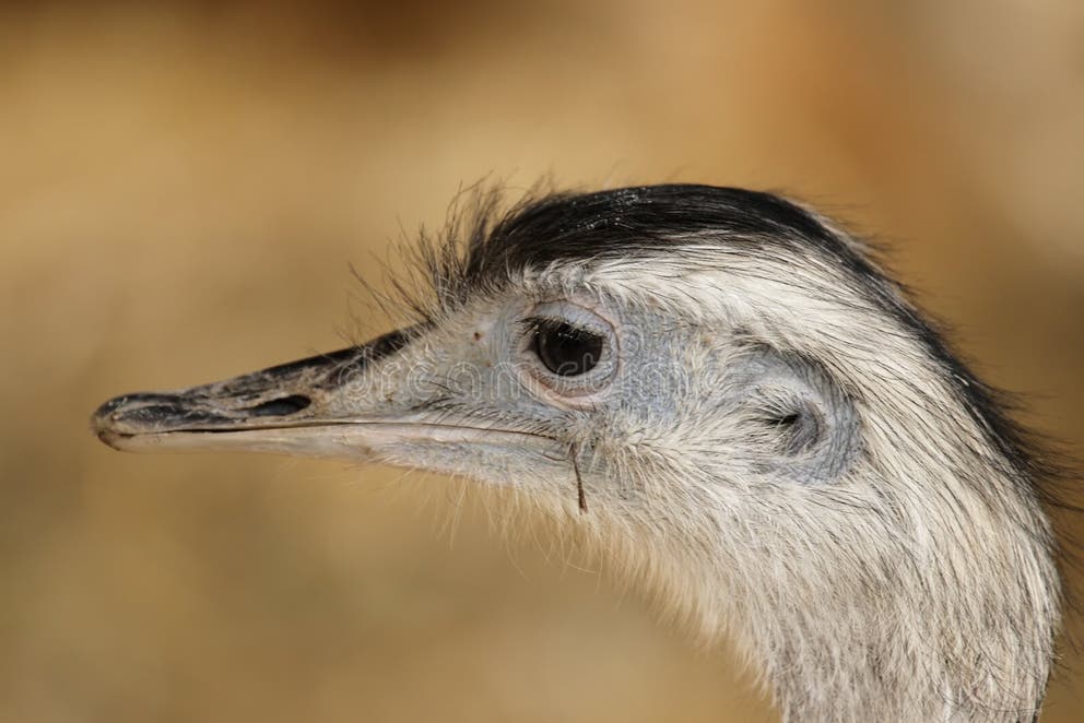 Mayor Rhea (Rhea Americana) Imagen de archivo - Imagen de mayor ...