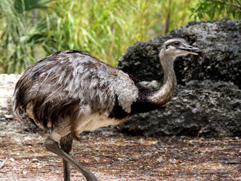 Mayor Rhea Strutting Open Beak Foto de archivo - Imagen de plumas, gris ...