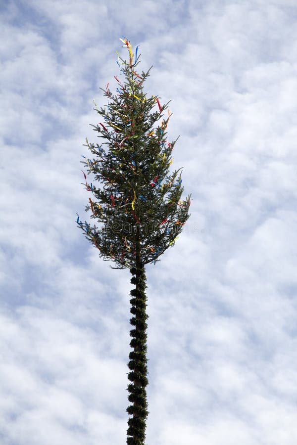 Maibaum German Tradition on 1 May. Decorated Tree Stock Image - Image ...
