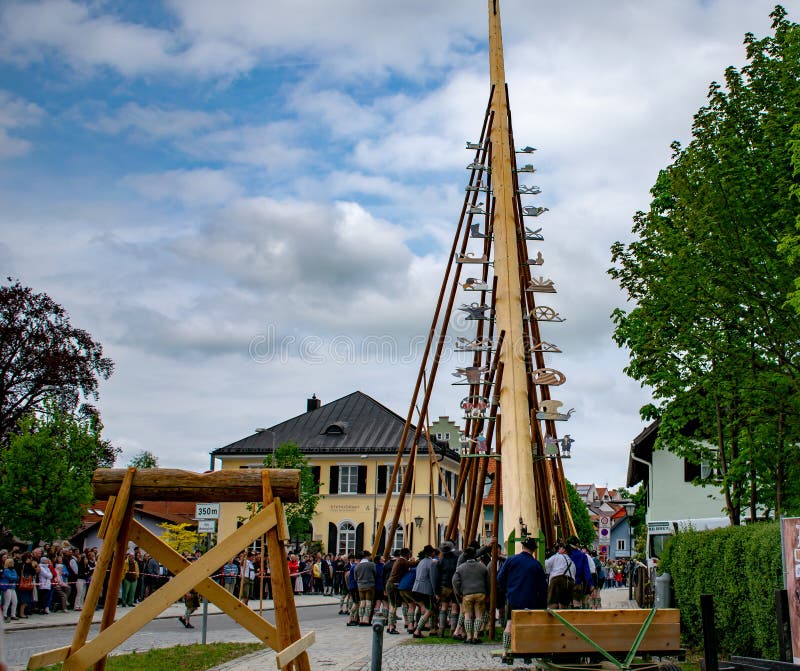 Maypole Setting Up in Murnau, Bavaria - May 1 2018 Editorial Image ...