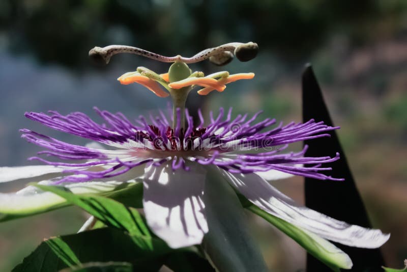 Flower Side view stock photo. Image of garden, flower - 141625812