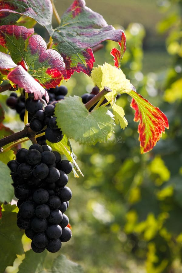 Mayschoss Vineyards in Germany Stock Image - Image of tourists, ahrtal ...