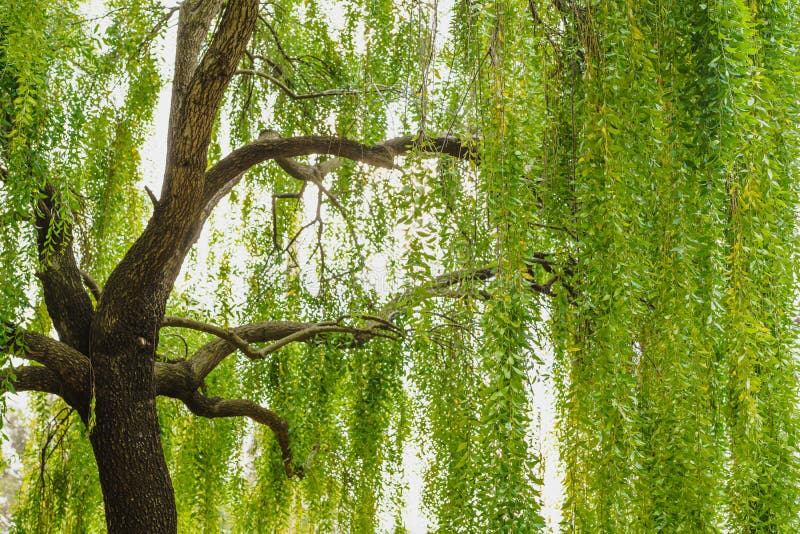 Mayten Tree Maytenus Boaria Evergreen Weeping Close Up Stock Photos ...