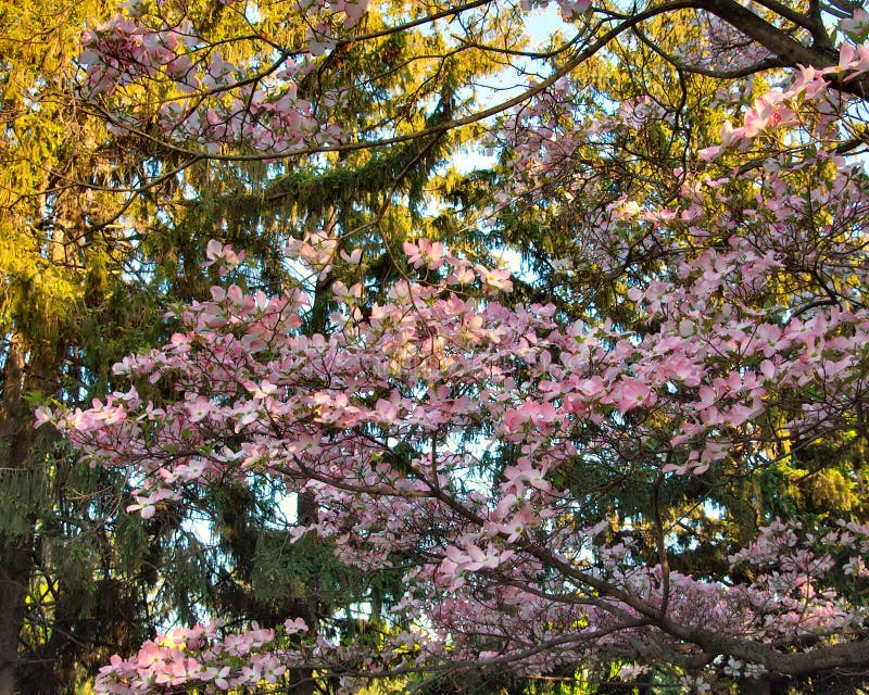 Maytime stock image. Image of color, shot, canopy, pink - 729397