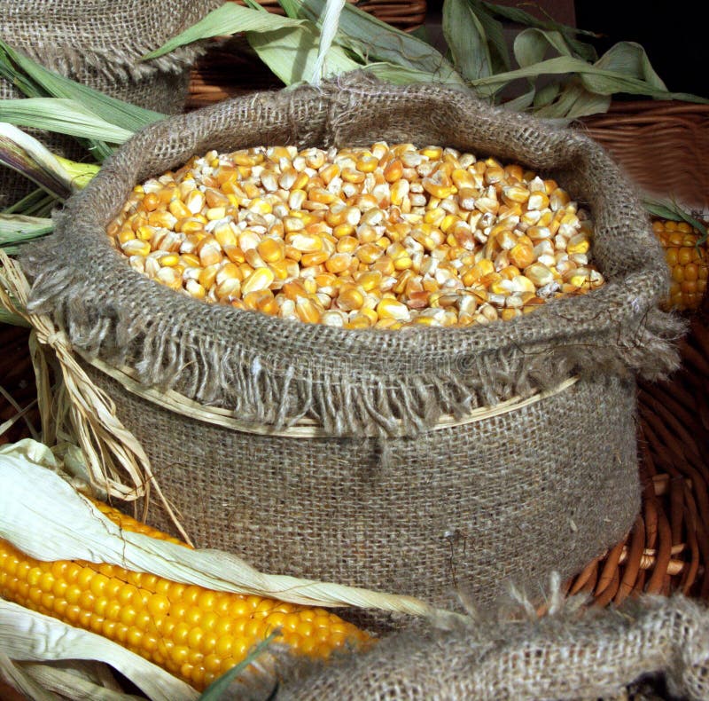 Maze corn in sack stock photo. Image of yellow, harvest - 1443242