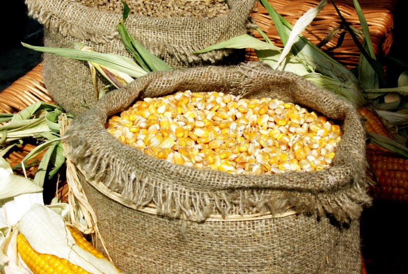 Maze corn in sack stock photo. Image of food, yellow, maze - 1443248