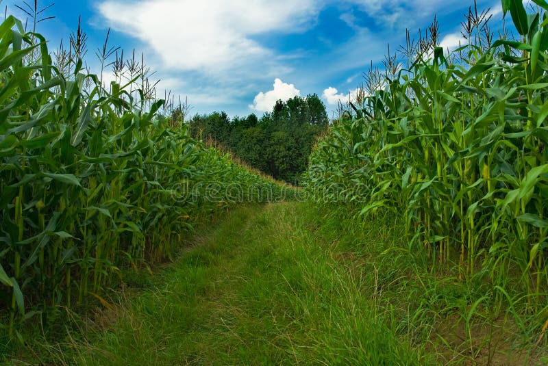 Maze field stock photo. Image of idyllic, maze, path, move - 8383704