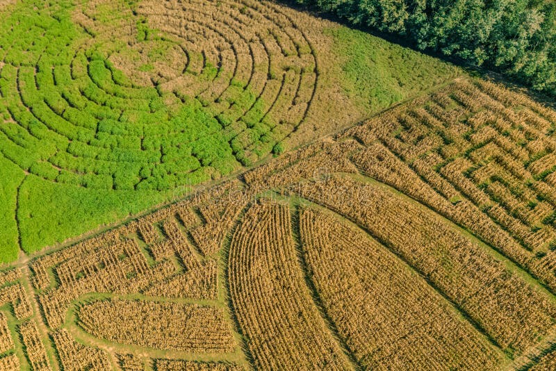 Maze Formed in the Corn Field. Bird S-eye View. View from the Drone ...