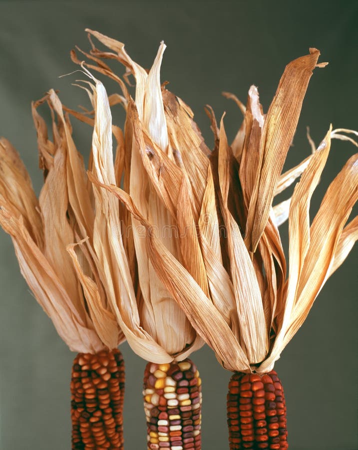 Maze, Indian Corn stock image. Image of purple, harvest - 1973813
