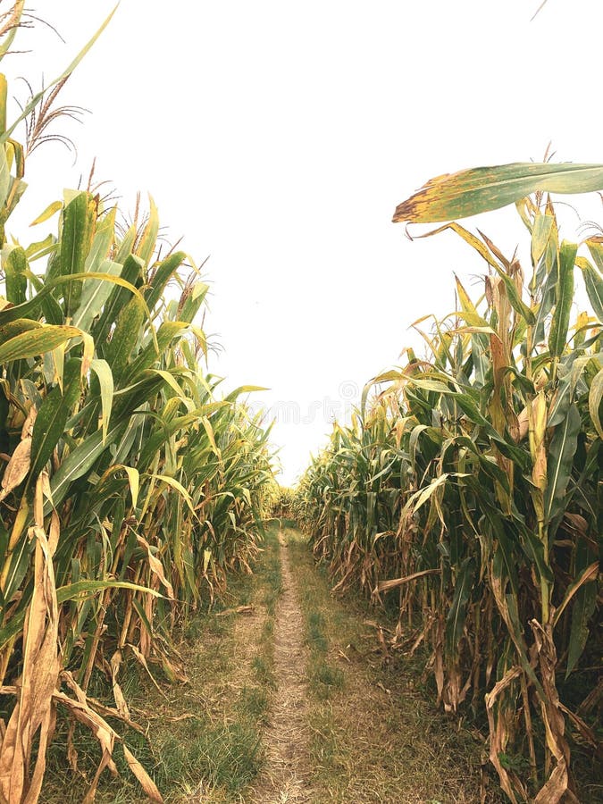 Maze, Labyrinth in Cornfield Stock Photo - Image of maize, corn: 301860598