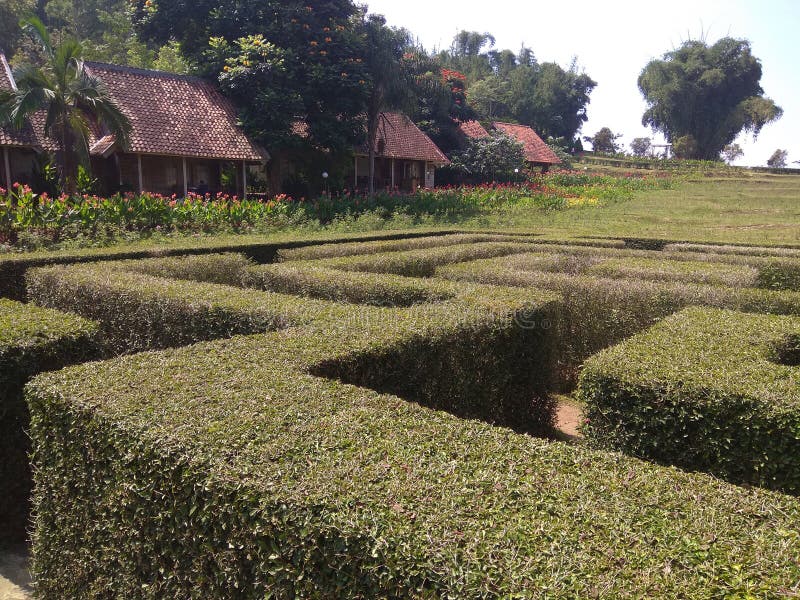 A maze made of trees stock photo. Image of maze, tree - 262097452