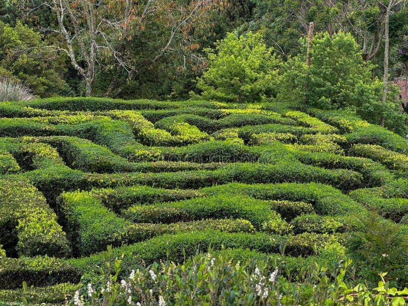 Maze of Bushes in the Forest Stock Image - Image of nature, shrub ...