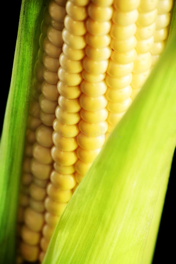 Mazorca De Maíz Del Cocinero Foto de archivo - Imagen de cena, amarillo ...