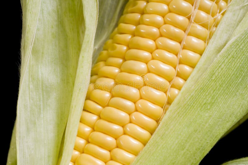 Mazorca de maíz imagen de archivo. Imagen de primer, comer - 9836997