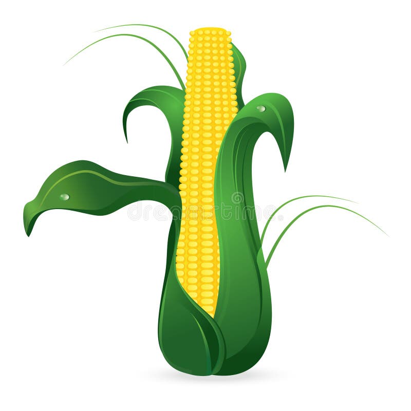 Etiqueta De La Mazorca De Maíz Ilustración del Vector - Ilustración de ...