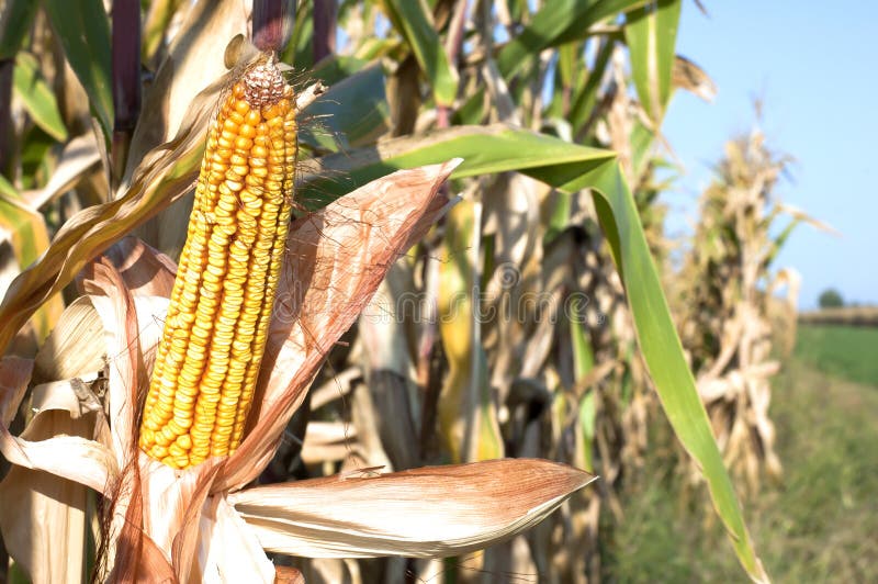 Mazorca de maíz foto de archivo. Imagen de crudo, amarillo - 21323438