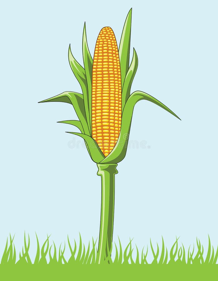 Silueta Madura Sabrosa Del Blanco De La Mazorca De Maíz Ilustración del ...