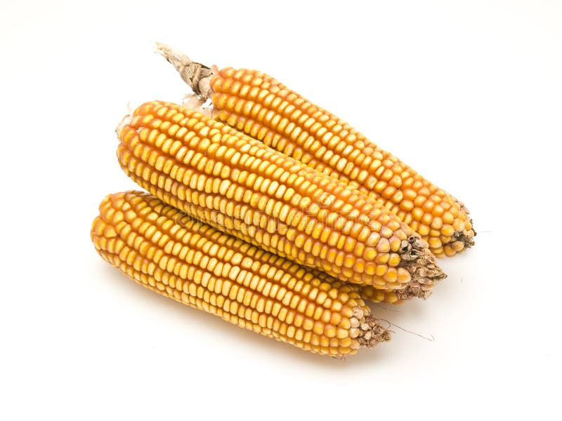 Mazorca de maíz imagen de archivo. Imagen de vida, comer - 9260937