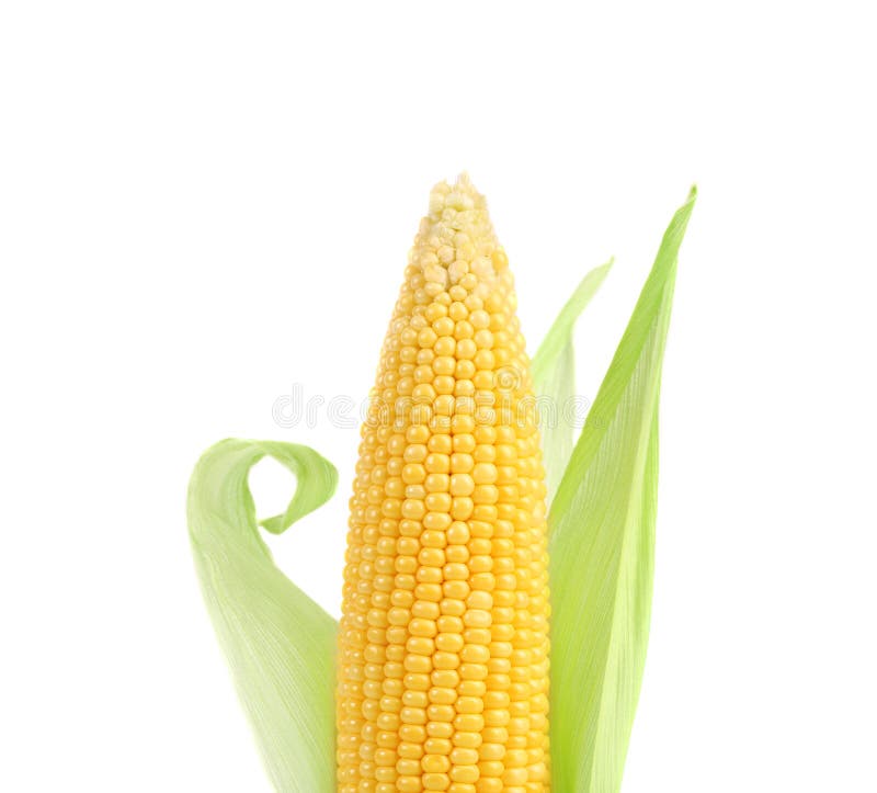 La Mazorca De Maíz De Oro Está Entre Las Hojas Frescas. Imagen de ...