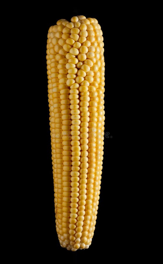 Mazorca de maíz fresca imagen de archivo. Imagen de aislado - 26429079