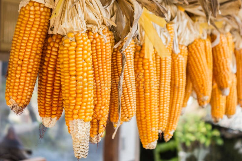 Mazorca De Maíz Seca Colgante Imagen de archivo - Imagen de grano ...