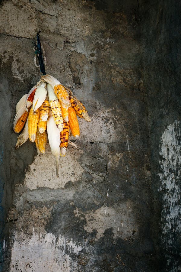 Mazorca De Maíz De Sequía En Una Pared De Un Pueblo Pobre Imagen de ...