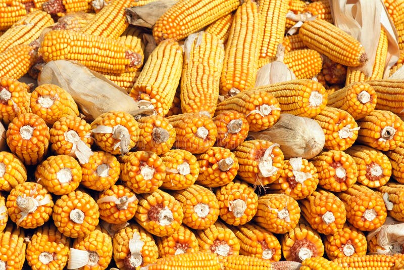 Mazorcas foto de archivo. Imagen de mazorca, mazorcas - 27361356