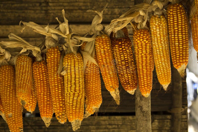 Mazorcas De Maíz En Color Amarillo Foto de archivo - Imagen de aislado ...
