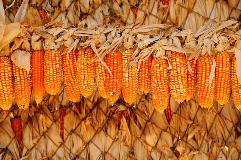 Colgante Secado Maduro De Las Mazorcas De Maíz Imagen de archivo ...