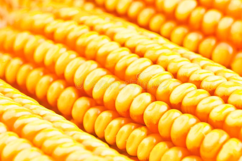 Mazorcas de maíz imagen de archivo. Imagen de cosechado - 27872493