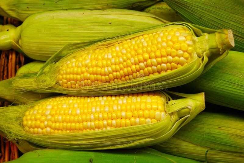 Mazorcas de maíz imagen de archivo. Imagen de fruta, grupo - 6341857