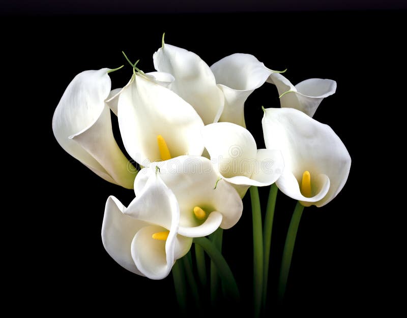 Fiore Bianco Della Calla Sottosopra Sotto L'acqua Con Le Bolle Su Fondo ...