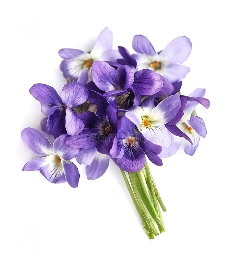 Mazzo Dei Fiori Delle Viole Immagine Stock - Immagine di bianco ...