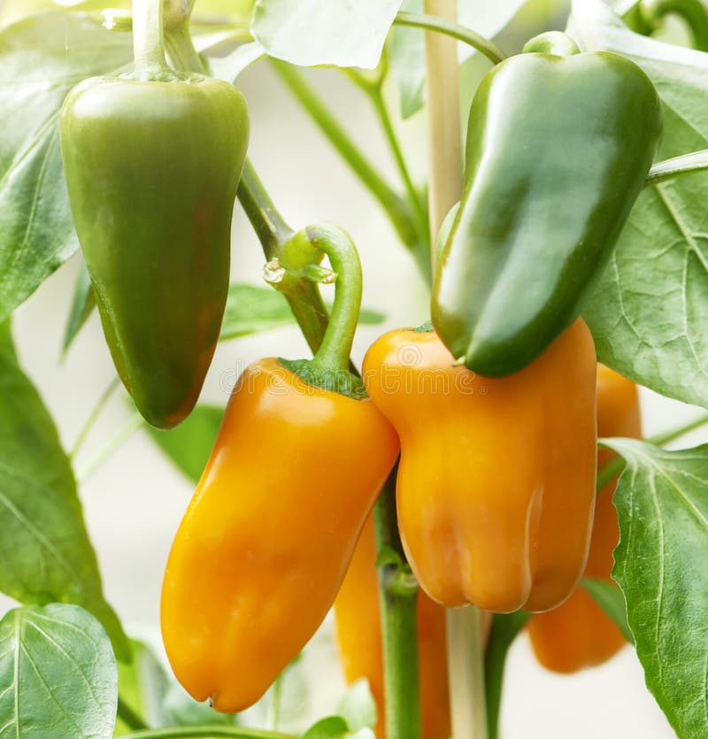 Peperoni Rossi Che Crescono Su Una Pianta Immagine Stock - Immagine di ...