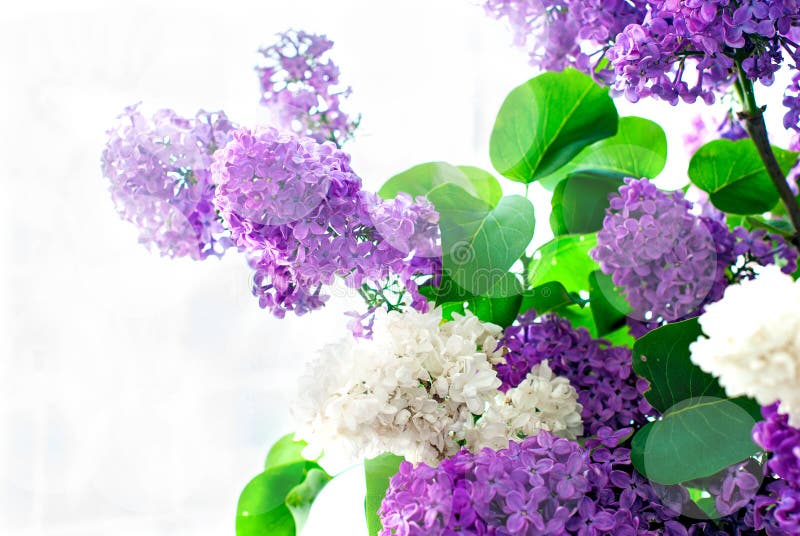 Mazzo del fiore lilla fotografia stock. Immagine di pianta - 47981996