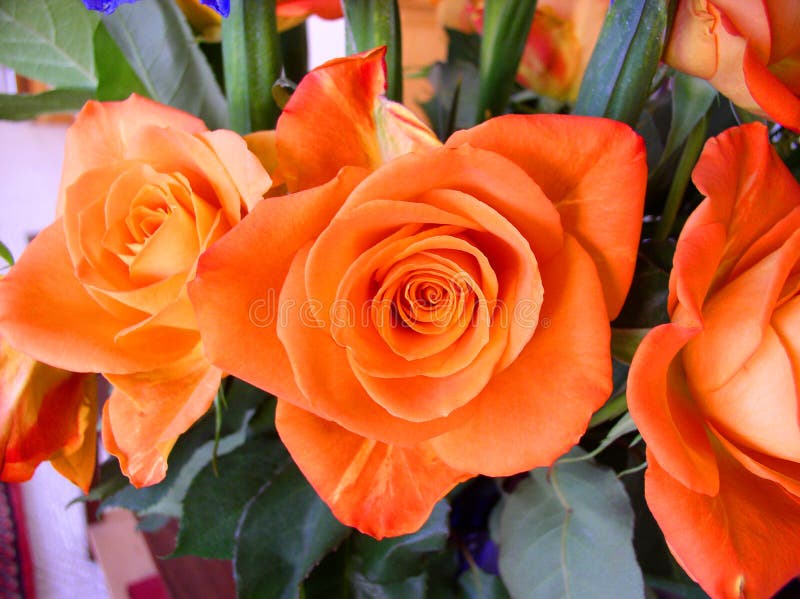 Mazzo Del Turbinio Arancio Delle Rose Immagine Stock - Immagine di ...