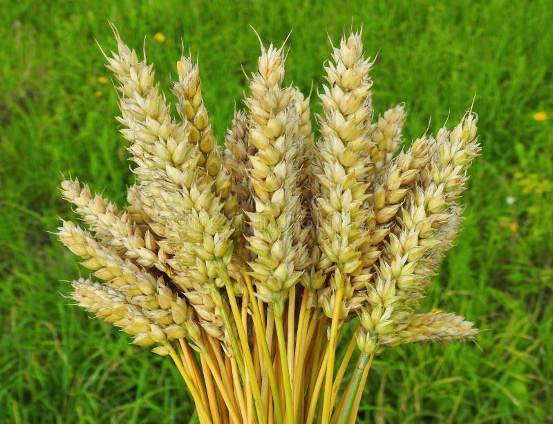 Il Grano Coltivare Il Campo Immagine Stock - Immagine di cielo, nubi ...