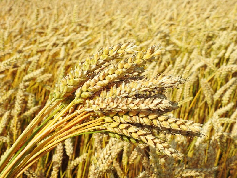 Il Grano Pianta Il Campo E Le Turbine Di Energia Eolica Immagine Stock ...