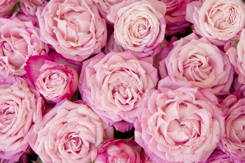 Mazzo Delle Rose Rosa Dello Spruzzo Immagine Stock - Immagine di ...