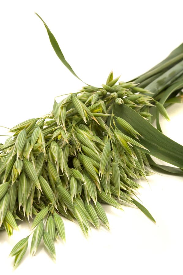 Pianta di avena fresca immagine stock. Immagine di maturo - 43053931