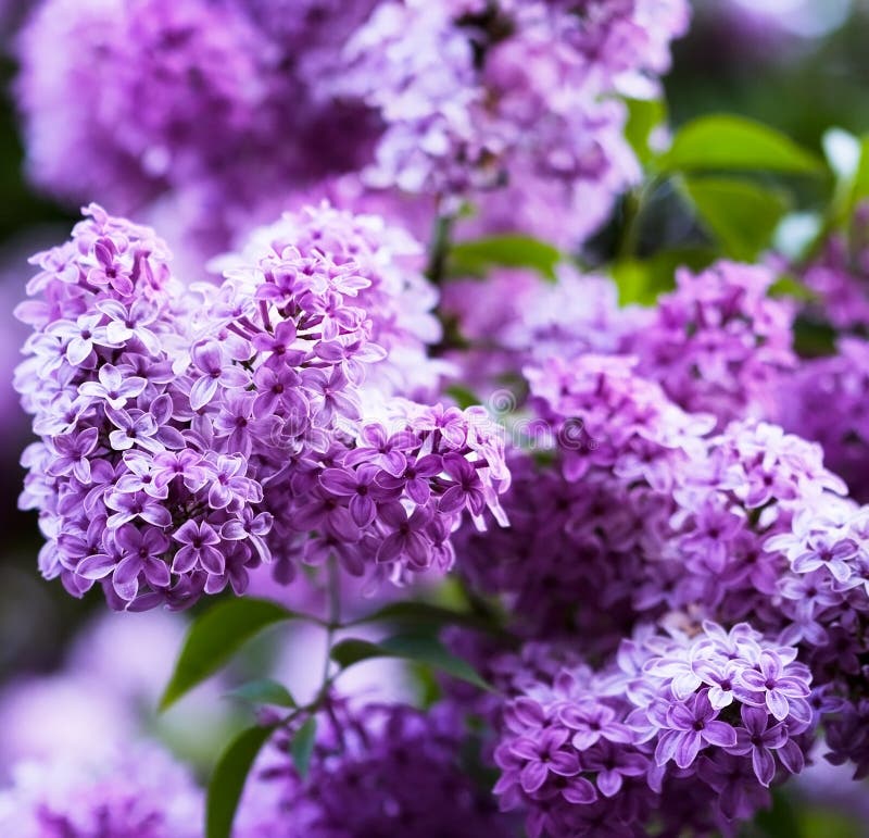 Fiori Freschi Lilla Viola Fondo, Macro, Fine Su Fotografia Stock ...