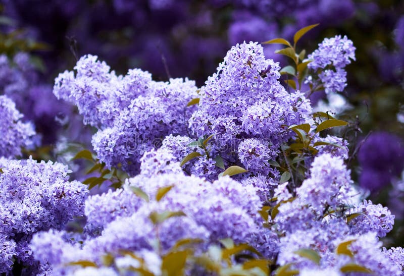 Un mazzo di lillà viola immagine stock. Immagine di campo - 5220355